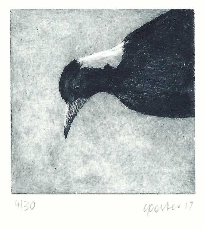 Christine Porter - Magpie VI – Red Hill Gallery